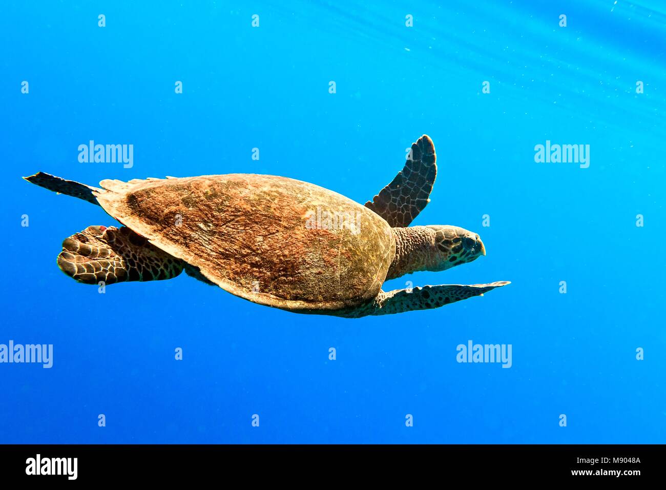 Sea turtle in The Indian Ocean, Maldives Stock Photo - Alamy