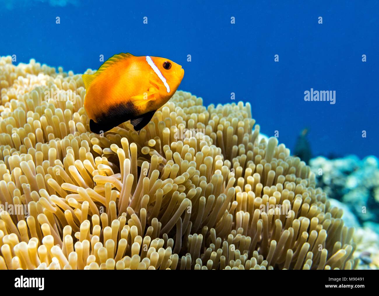 Small yellow fish in the Indian Ocean, Maldives Stock Photo - Alamy