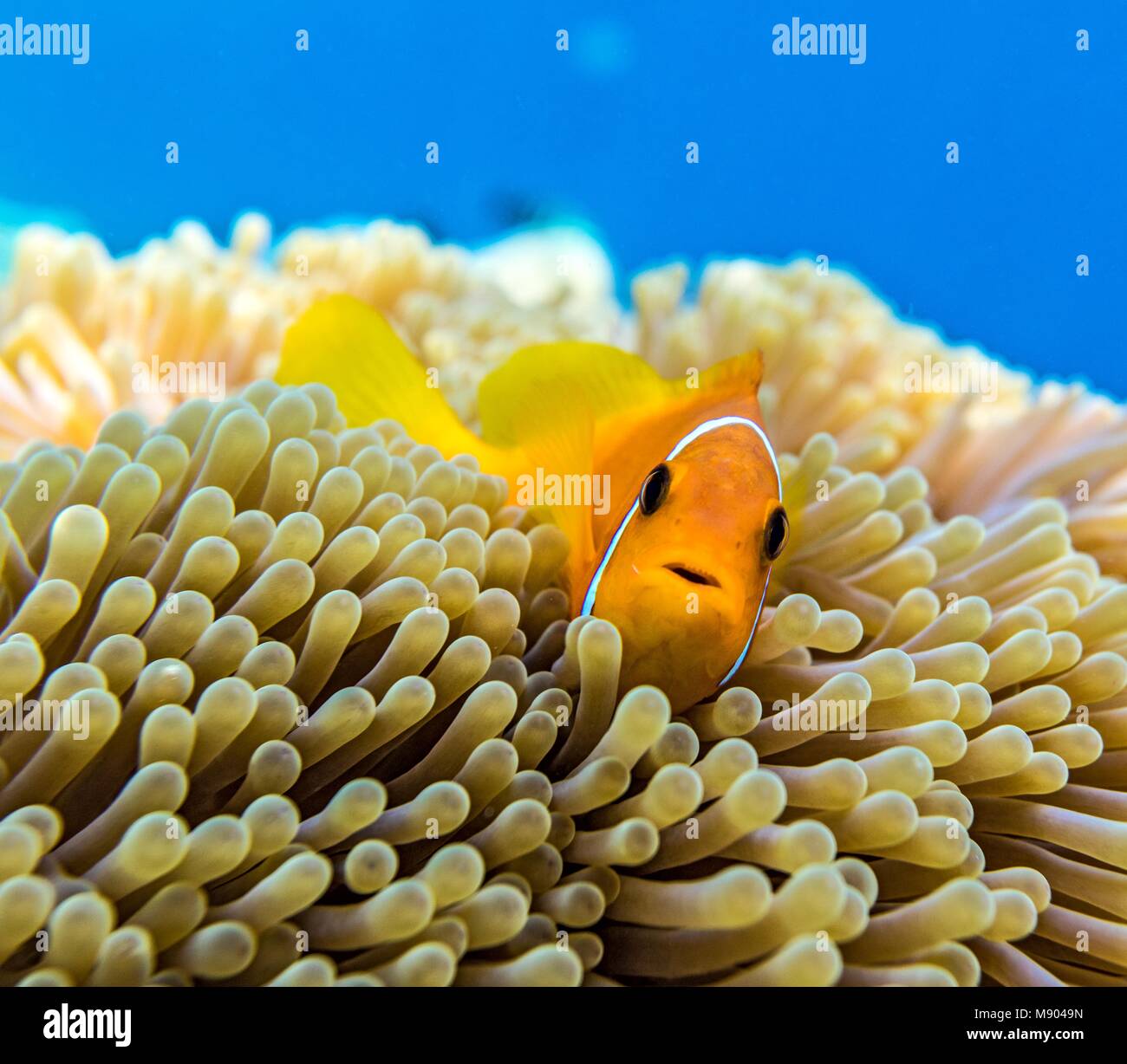 Small yellow fish in the Indian Ocean, Maldives Stock Photo - Alamy
