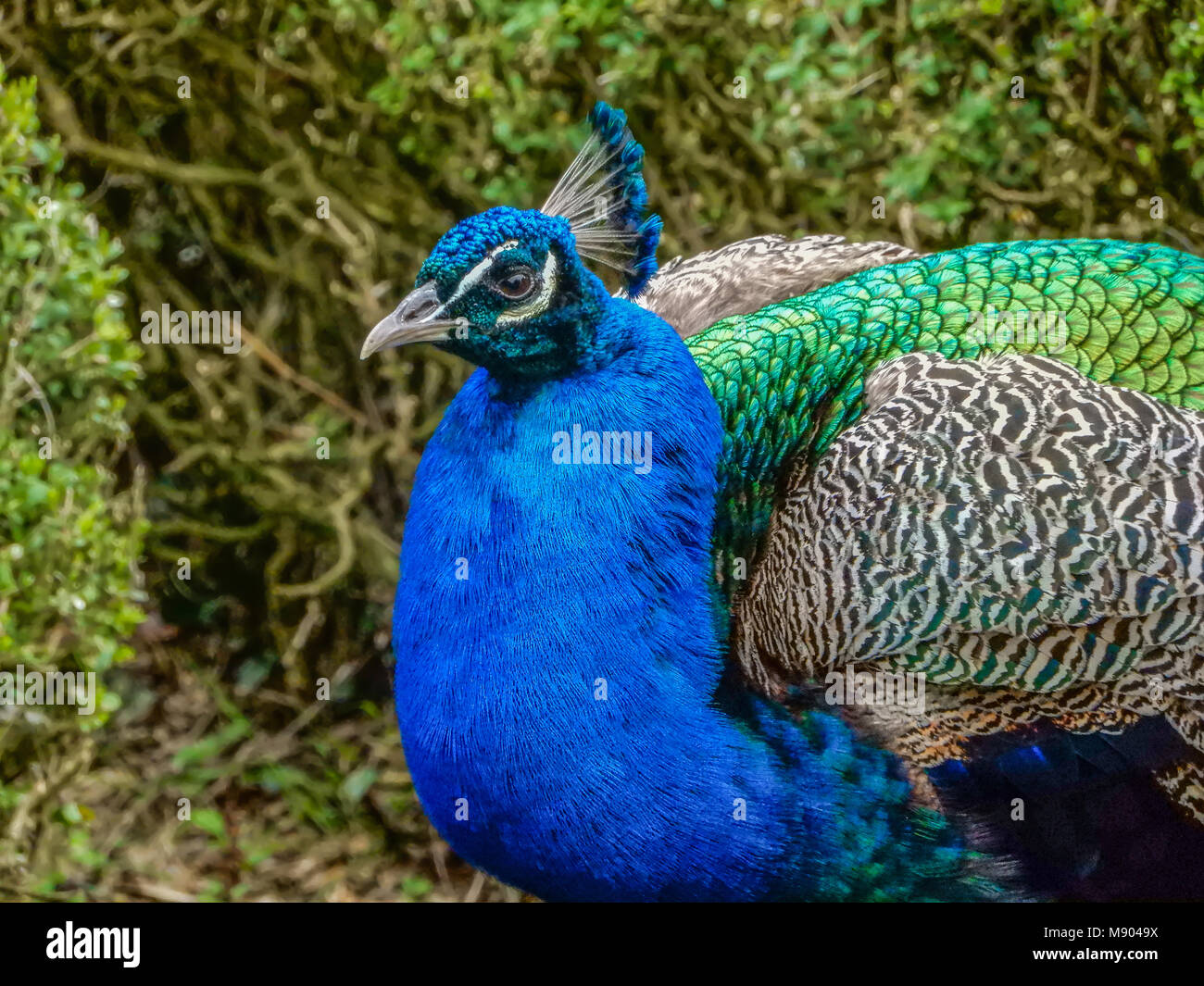 Peacock head and neck hi-res stock photography and images - Alamy