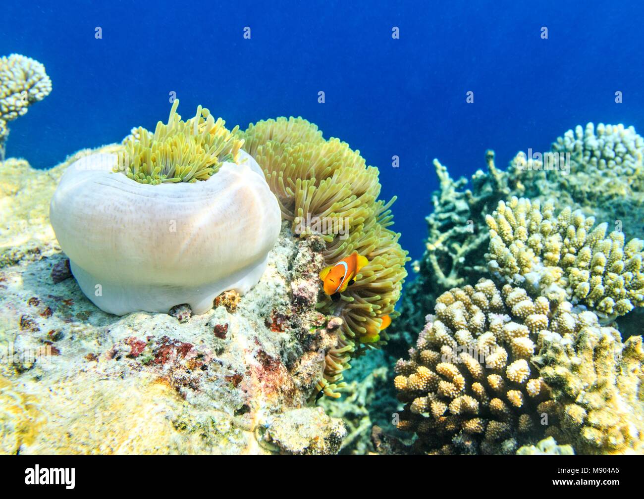 Small yellow fish in the Indian Ocean, Maldives Stock Photo - Alamy