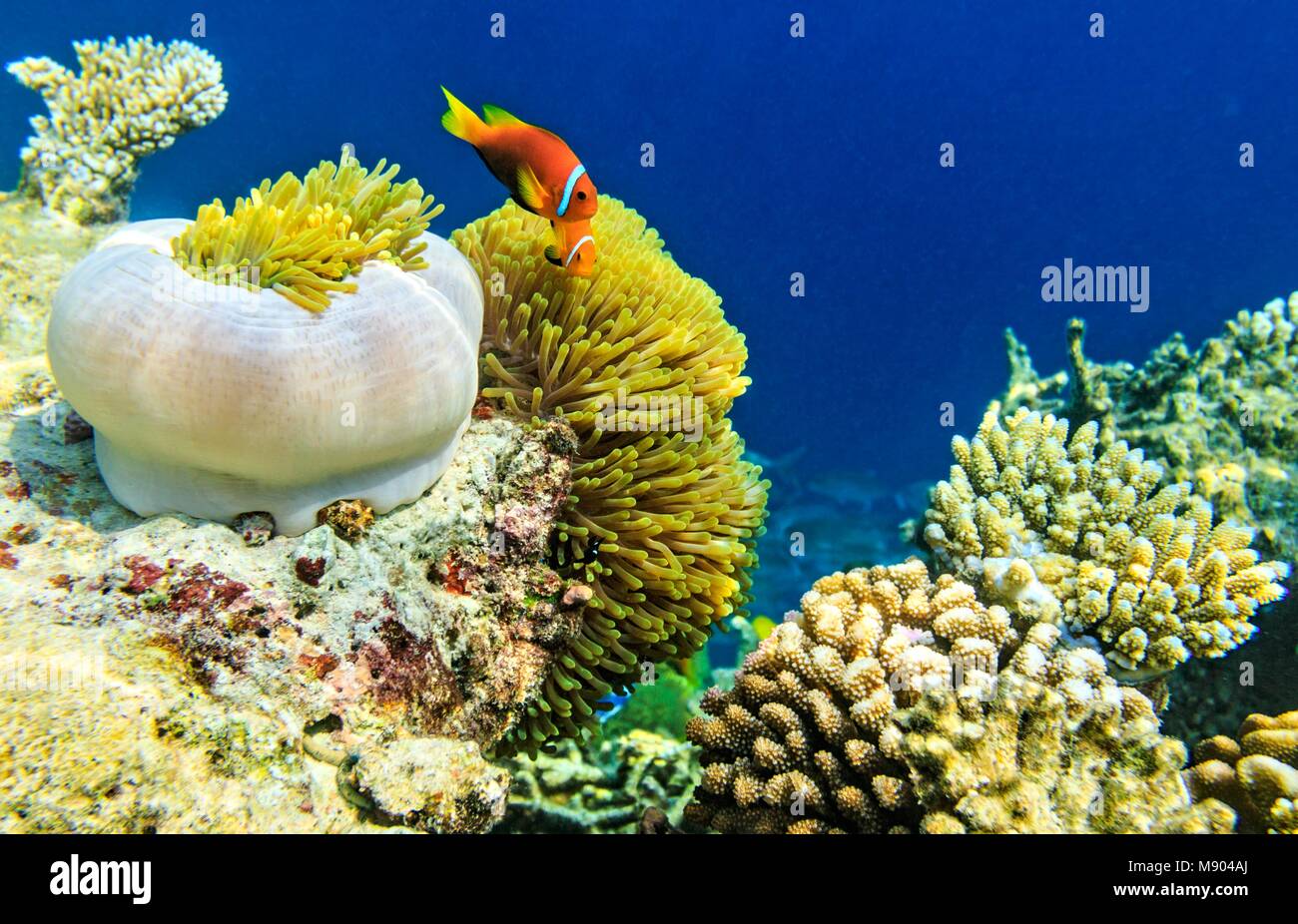 Small yellow fish in the Indian Ocean, Maldives Stock Photo - Alamy