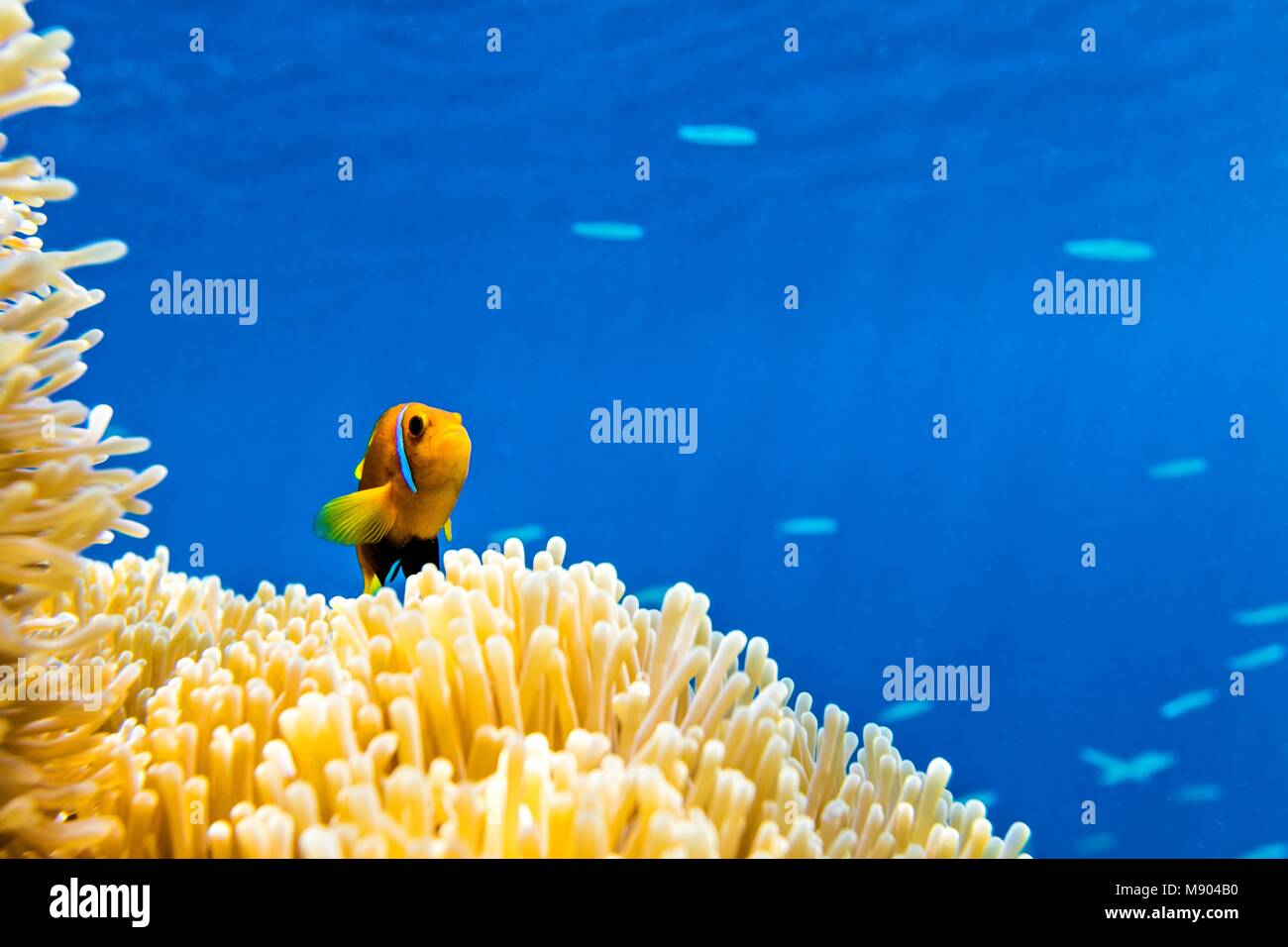 Small yellow fish in the Indian Ocean, Maldives Stock Photo - Alamy