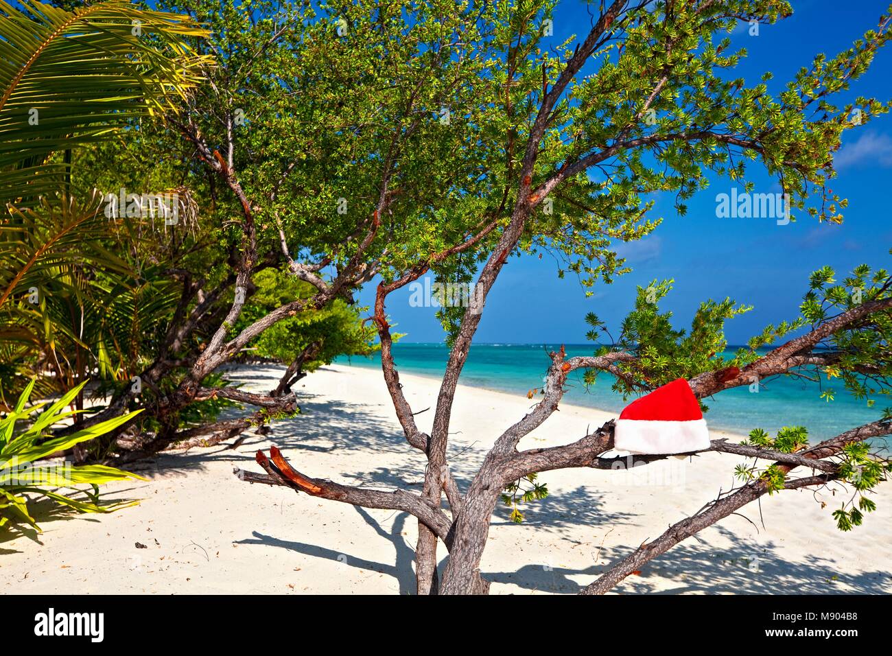 Bahamas christmas tree hi-res stock photography and images - Alamy