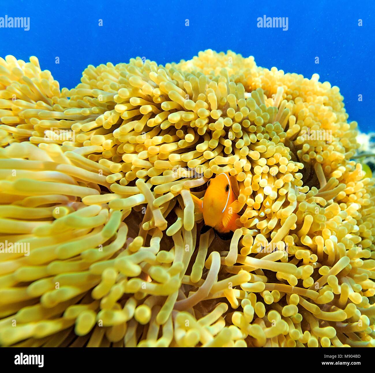 Small yellow fish in the Indian Ocean, Maldives Stock Photo - Alamy