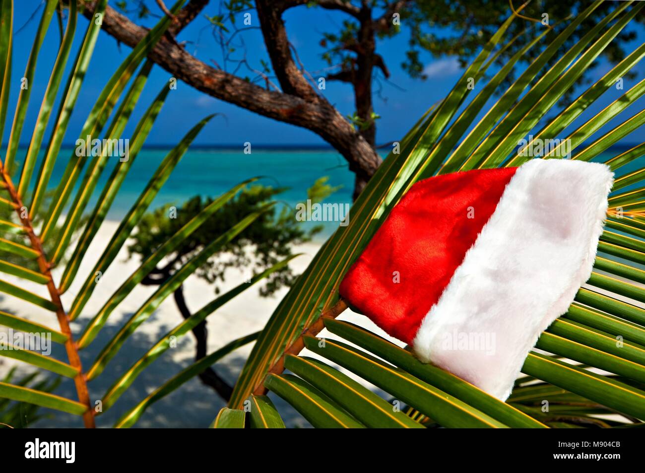 Christmas hat hang on a branch of palm tree Stock Photo - Alamy