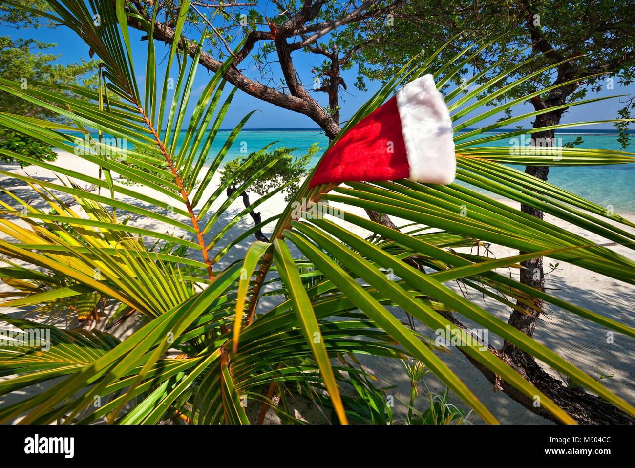Bahamas christmas tree hi-res stock photography and images - Alamy