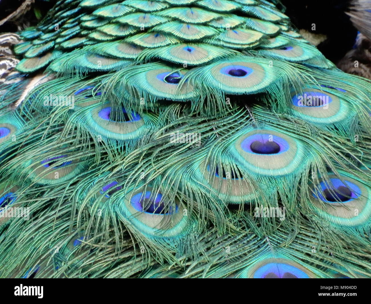 Peacock Shape High Resolution Stock Photography and Images - Alamy