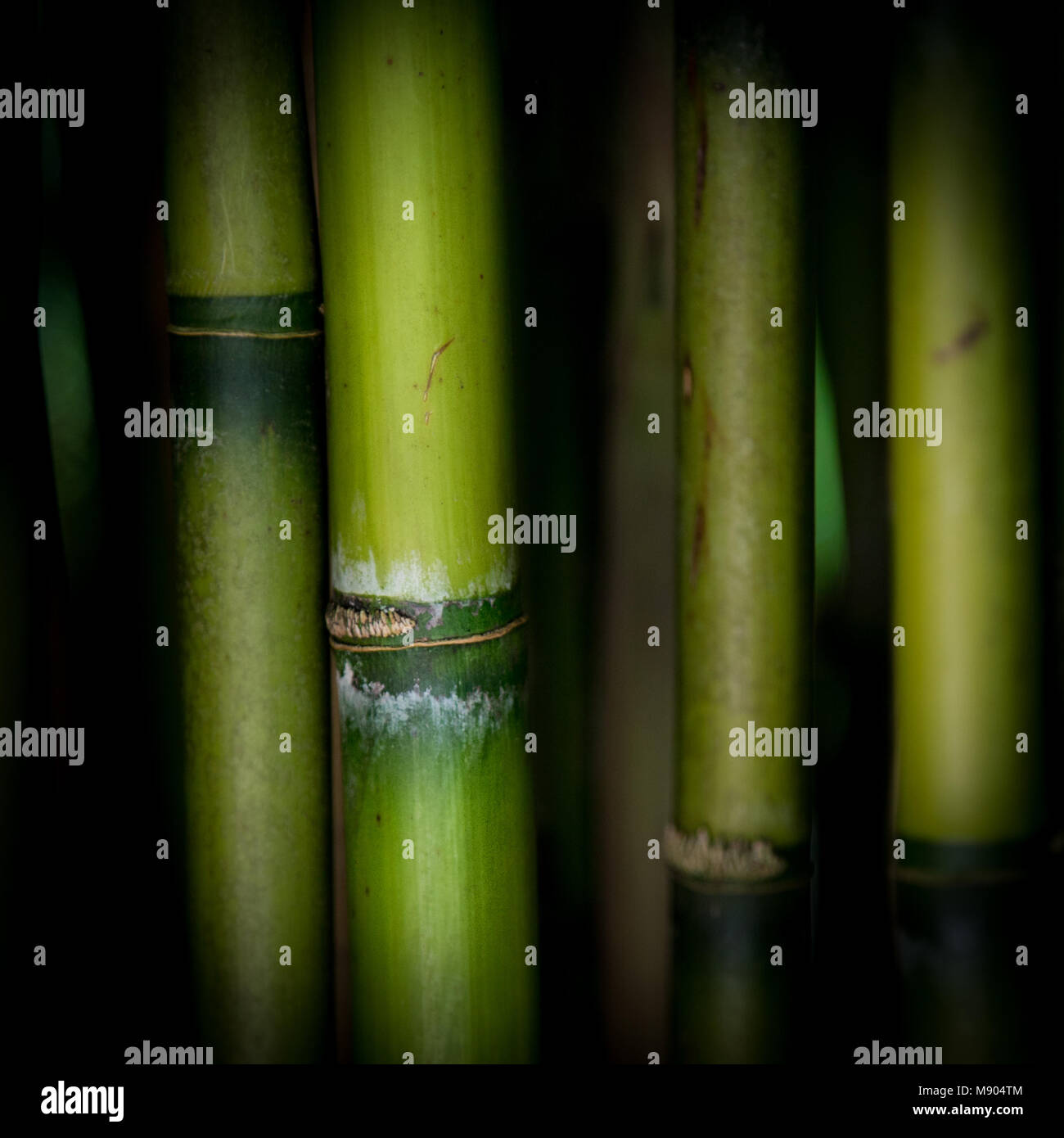 Bamboo detail hi-res stock photography and images - Alamy