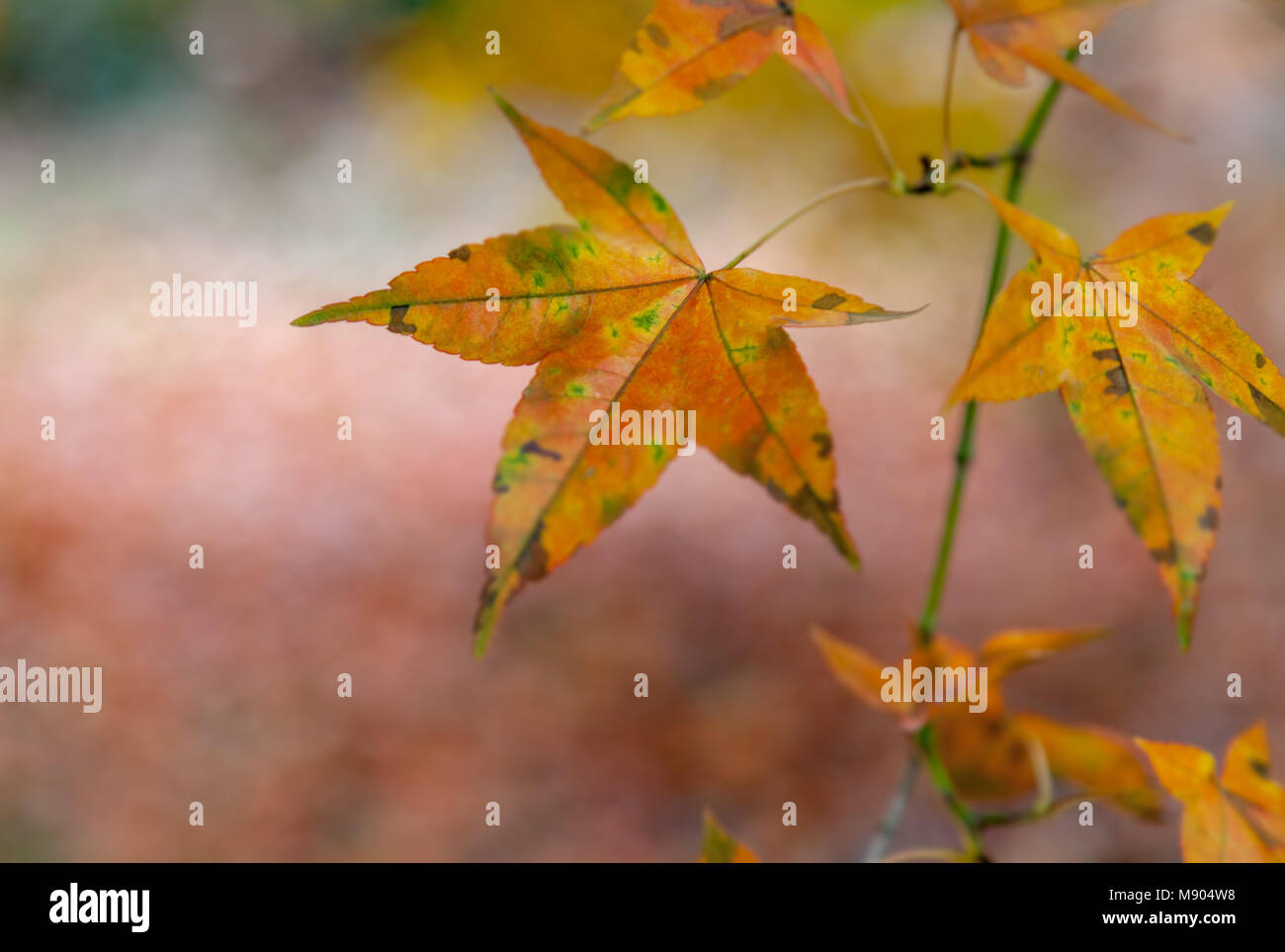 Golden acer trees hi-res stock photography and images - Alamy