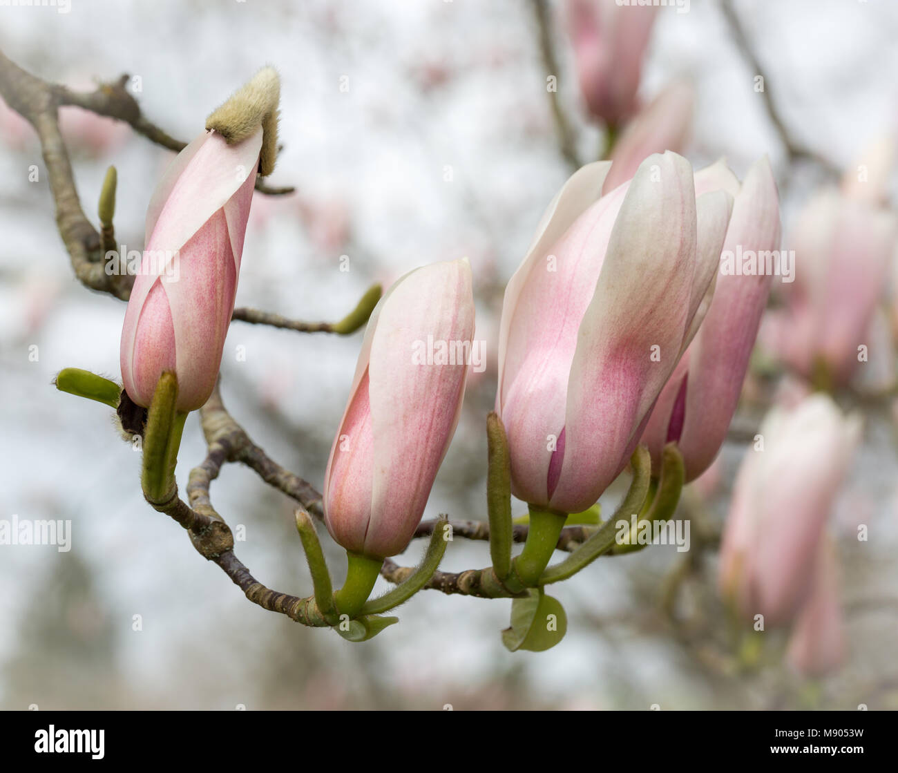 X veitchii hi-res stock photography and images - Alamy