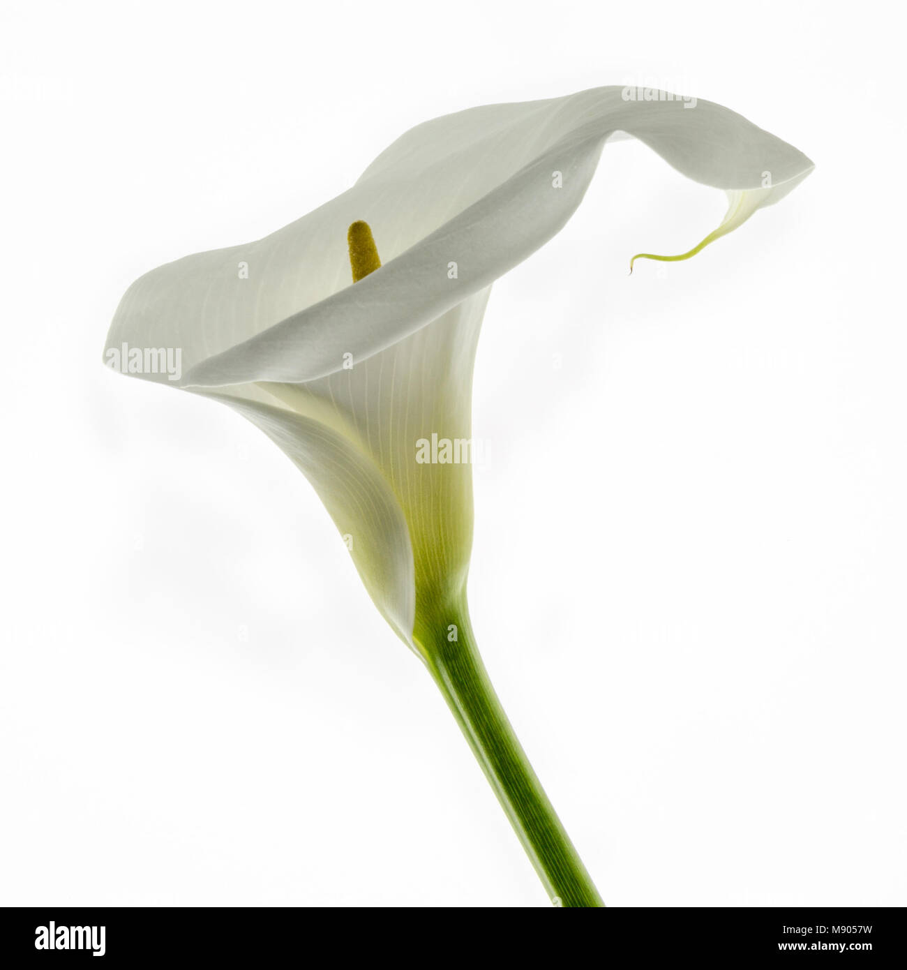 Baldock Cut Out Stock Images & Pictures - Alamy