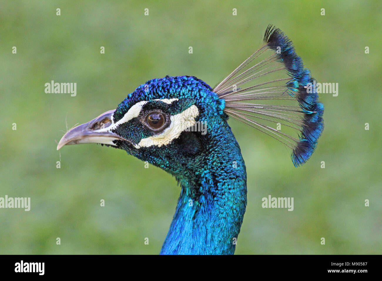 Left profile hi-res stock photography and images - Alamy