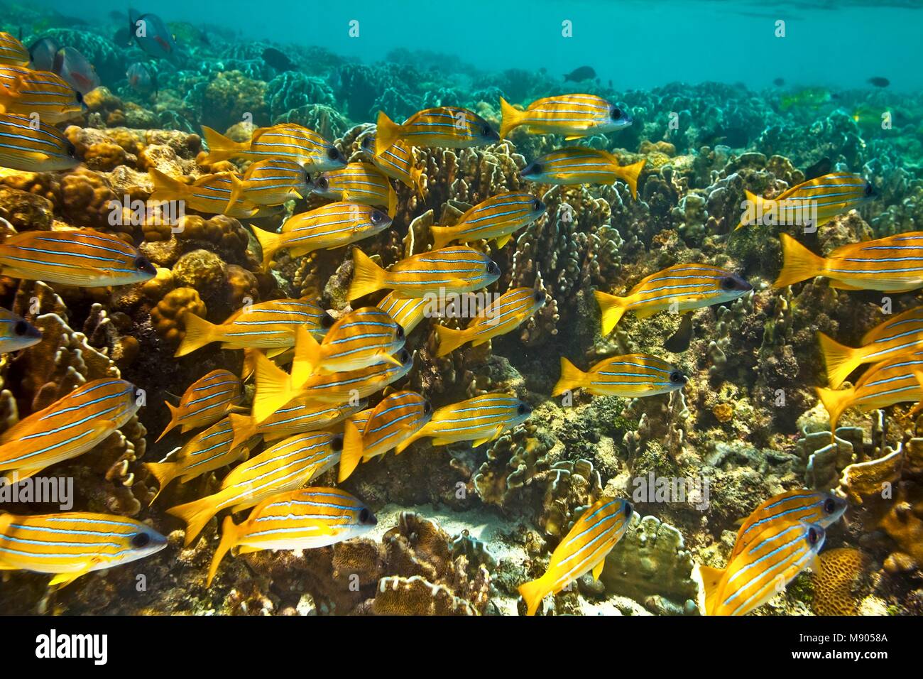 Big yellow school of fish in The Indian Ocean, Maldives Stock Photo - Alamy
