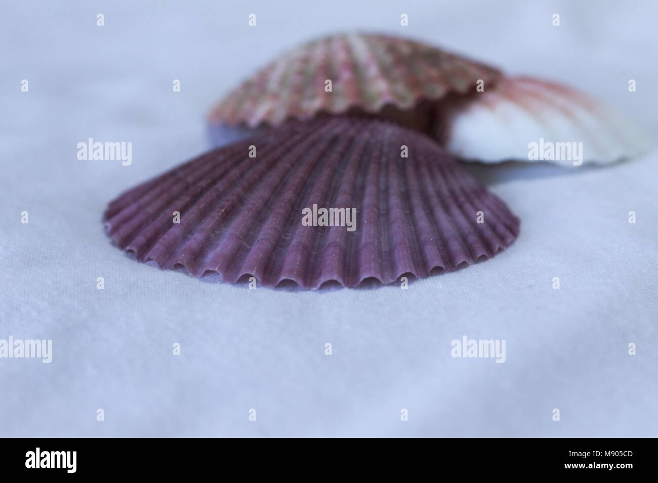 Violet shell and a white background (Pesaro, Italy Stock Photo - Alamy