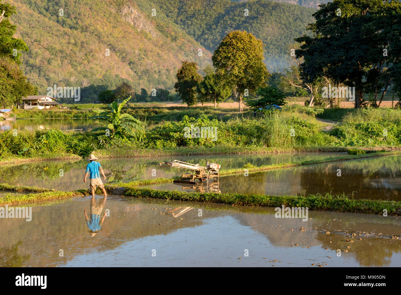 Work in a rice field hi-res stock photography and images - Alamy