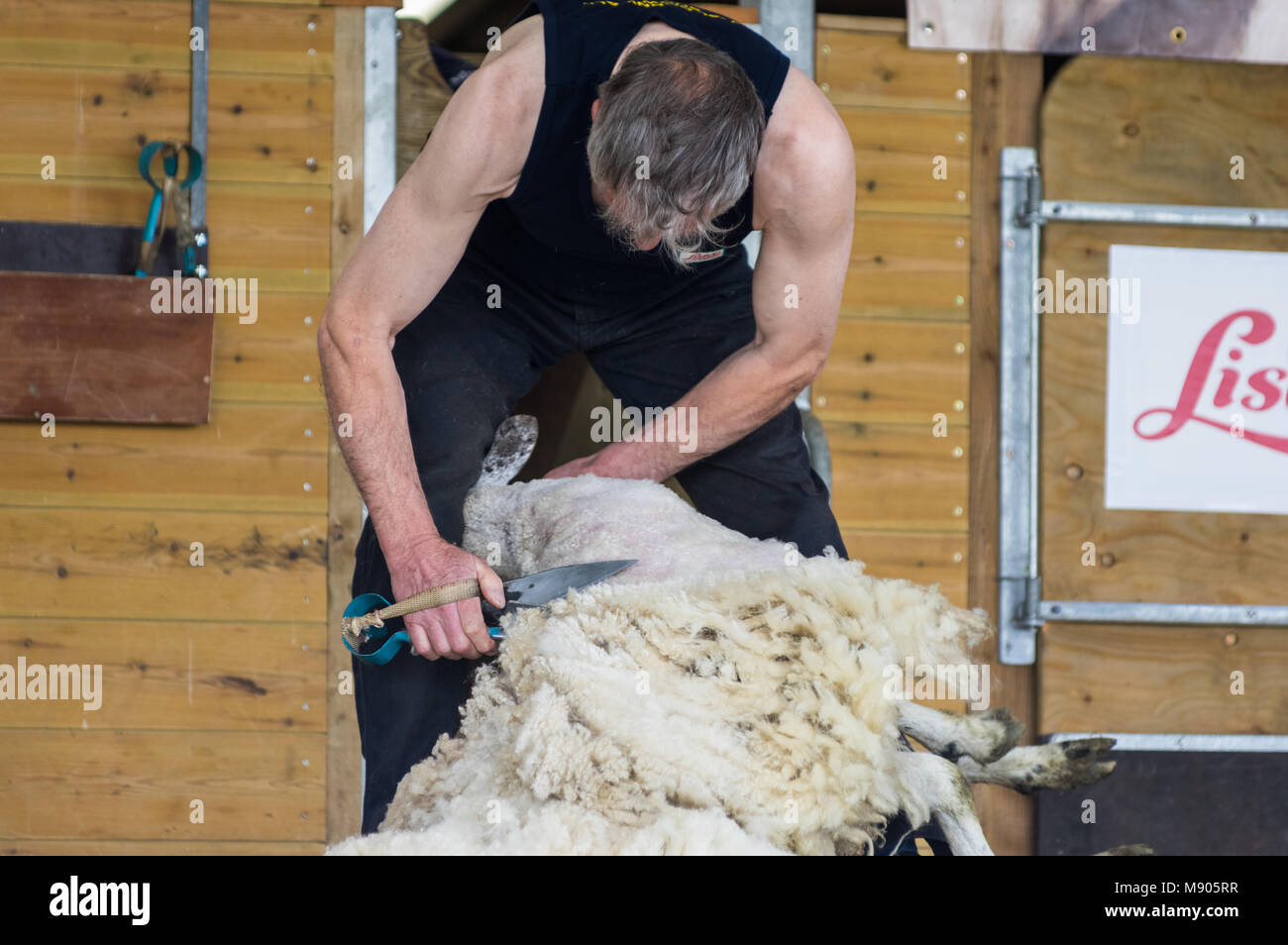 The traditional way to shear sheep at the Royal Cornwall Show June 2015 ...
