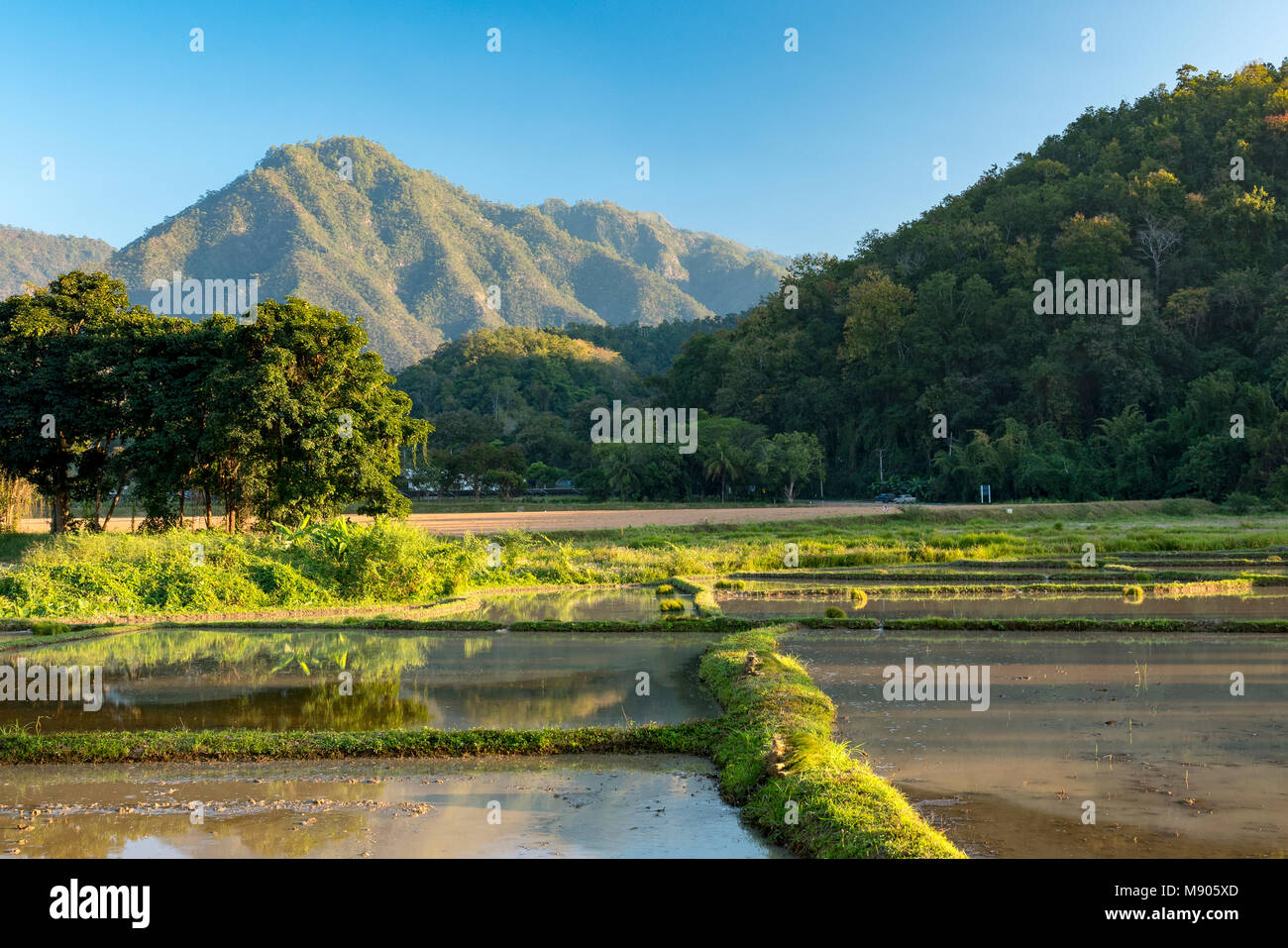 rice cultivation, mae hong song, thailand Stock Photo - Alamy