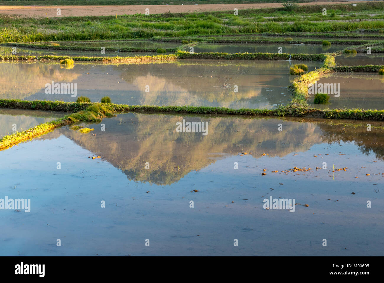 rice cultivation, mae hong song, thailand Stock Photo - Alamy