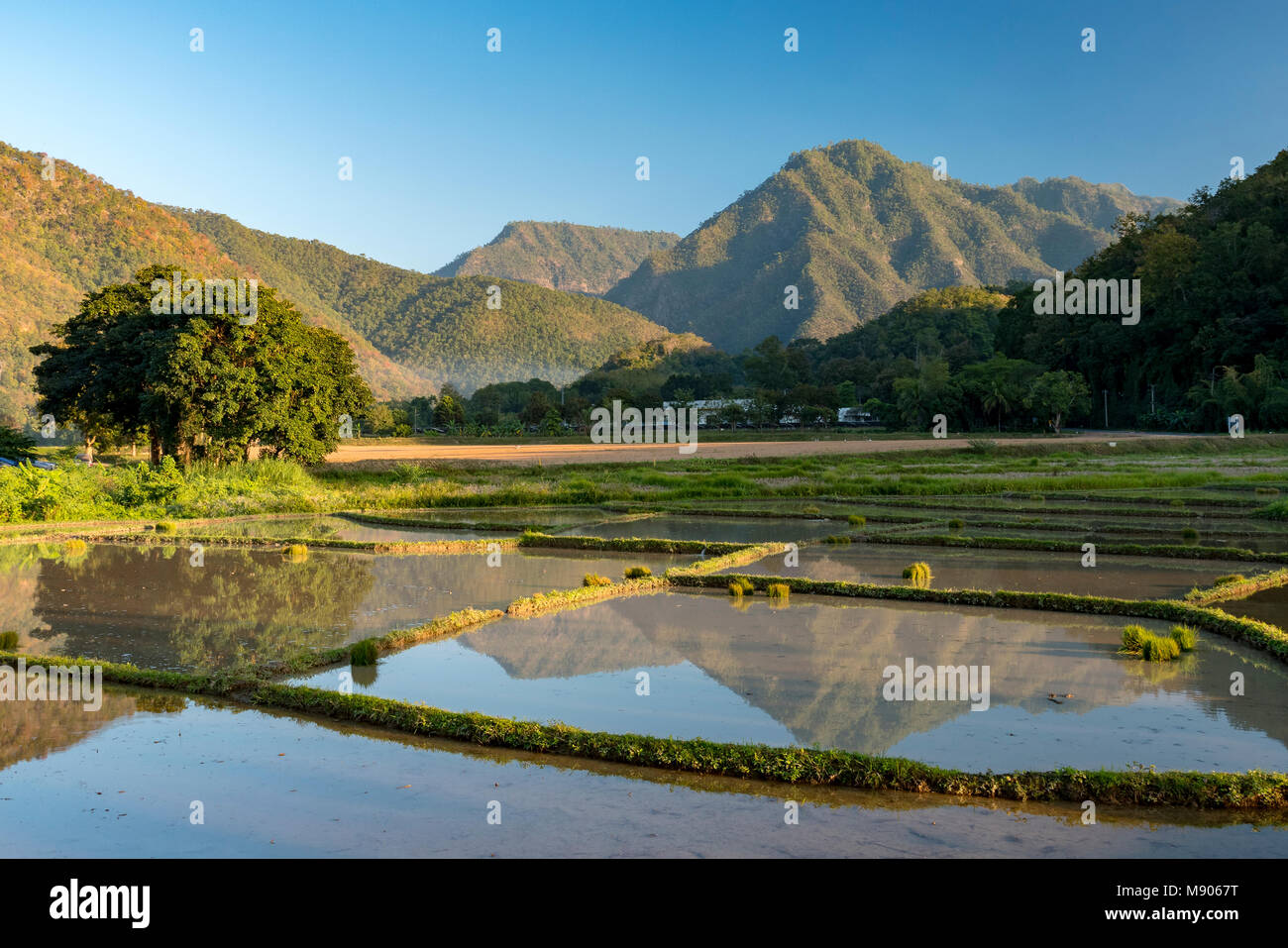 rice cultivation, mae hong song, thailand Stock Photo - Alamy
