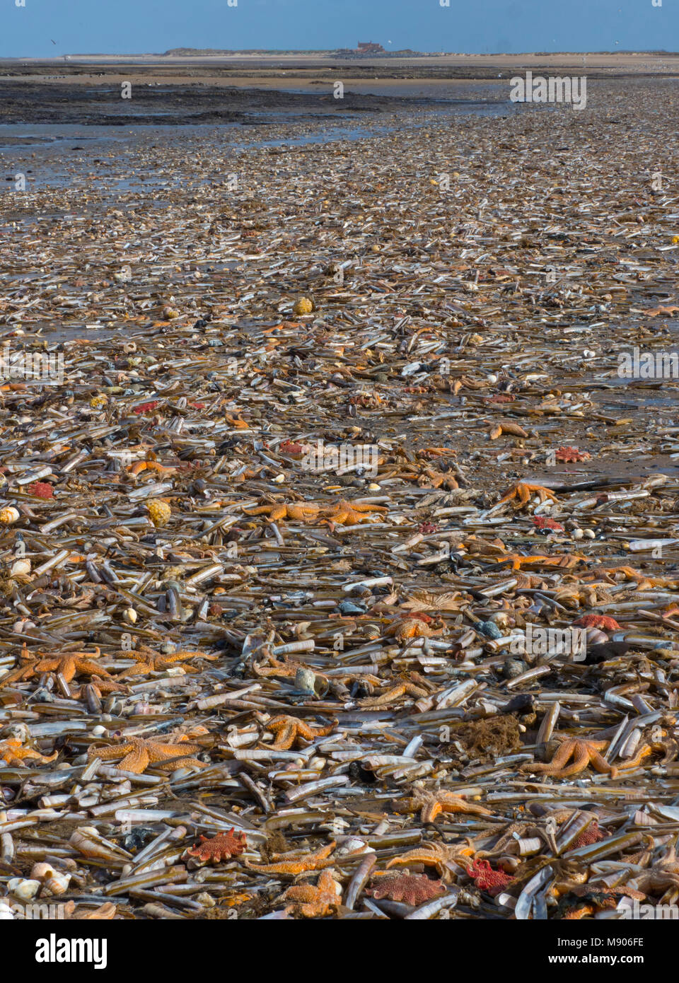 Starfish,crabs,seashells,sun stars,washed up after dropping ...