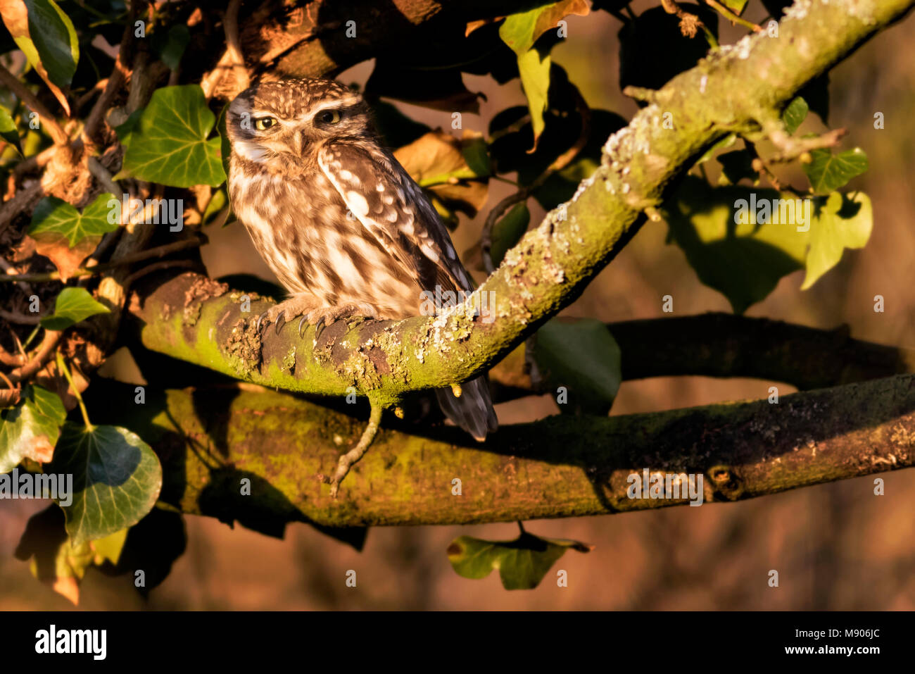 Last day of hunting hi-res stock photography and images - Alamy