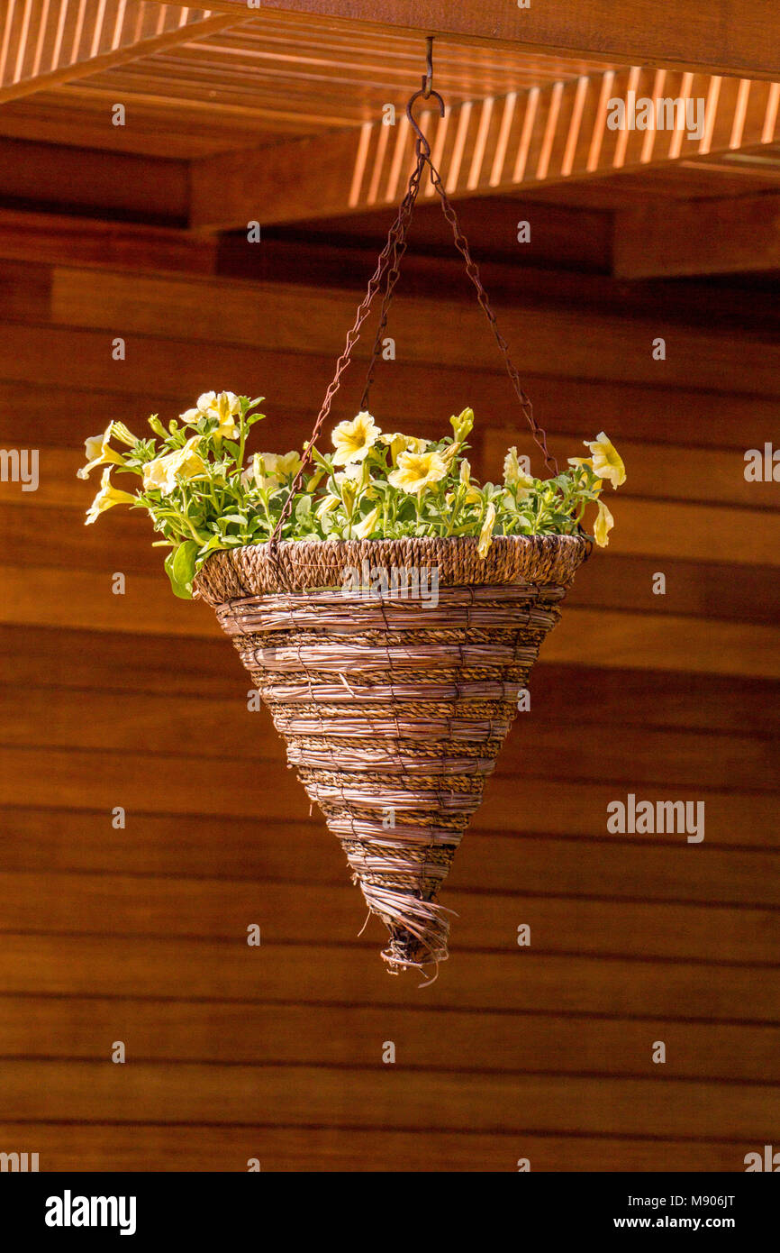 Beautiful colorful natural spring flowers in flower pot Stock Photo - Alamy