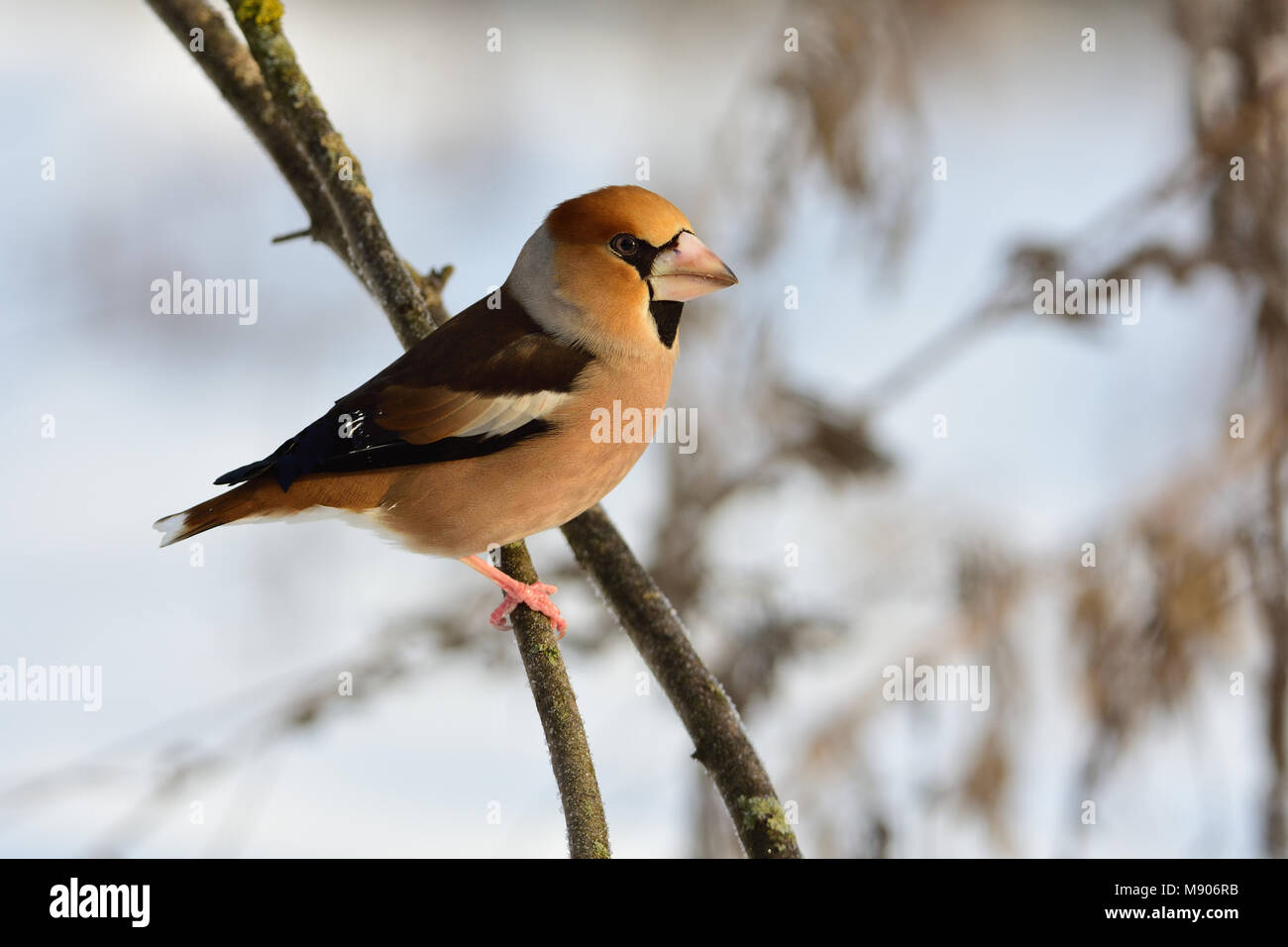 The hawfinch (Coccothraustes coccothraustes) sits on a thin branch ...