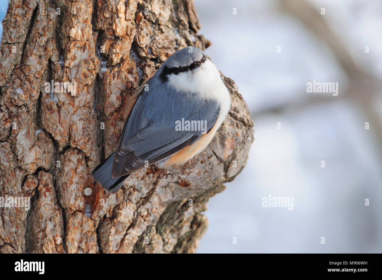The Eurasian nuthatch or wood nuthatch (Sitta europaea) sits on a large ...