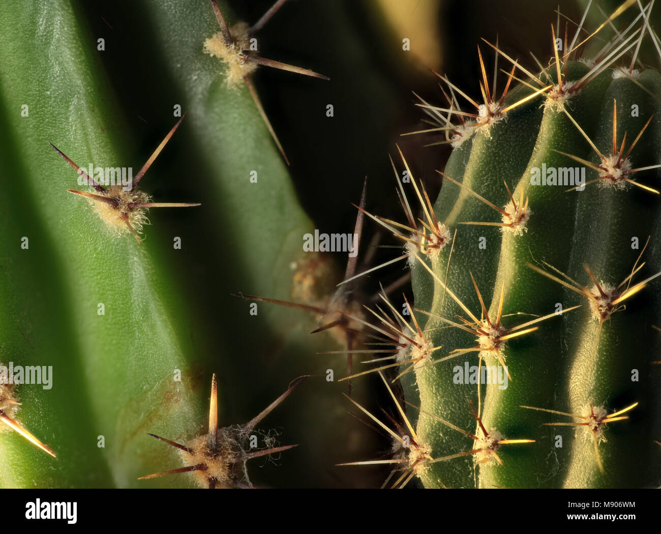 Sharp thorns hi-res stock photography and images - Alamy