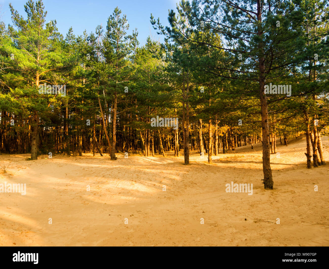 Pine trees growing out of the sand on the shore of the Gulf of Finland ...