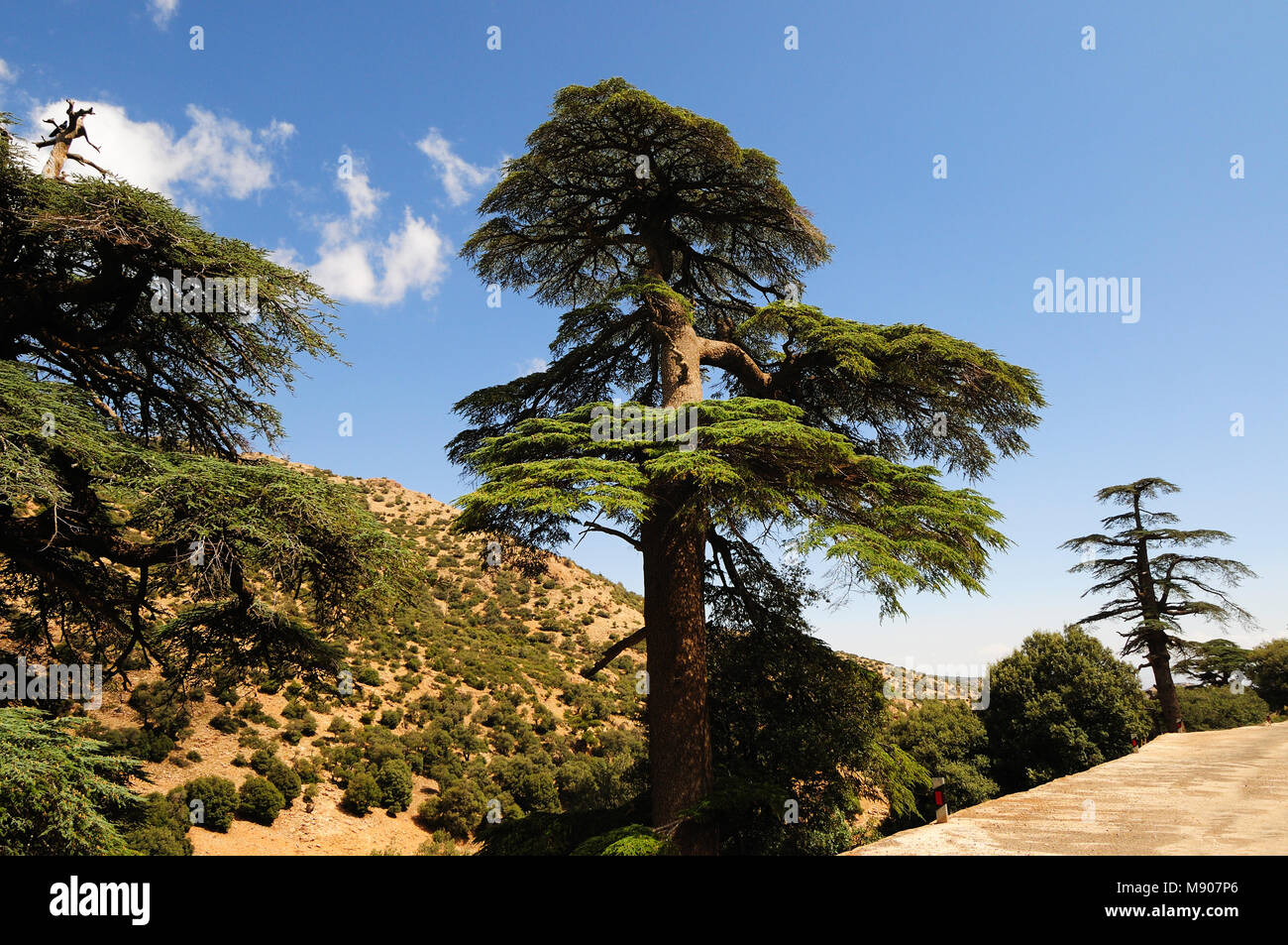 Atlas cedar. Atlas mountains, Morocco Stock Photo - Alamy