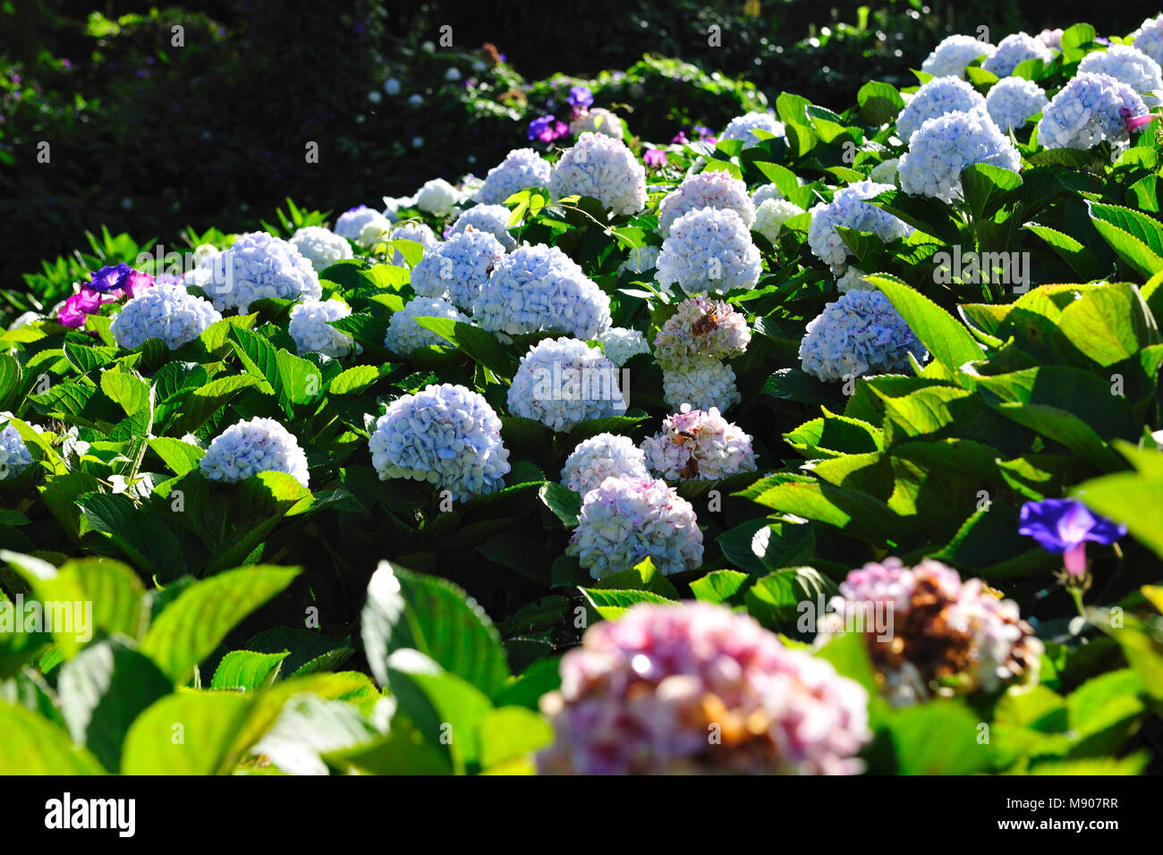 Hydrangeas at Ribeira Grande. São Miguel, Azores islands. Portugal ...