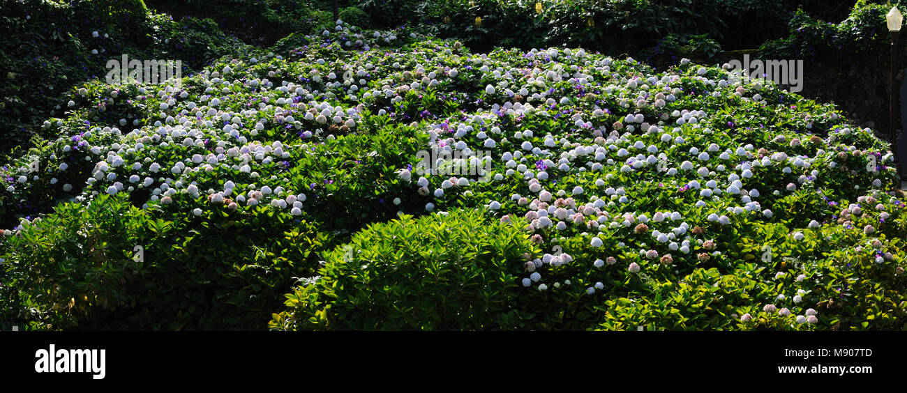 Hydrangeas at Ribeira Grande. São Miguel, Azores islands. Portugal ...