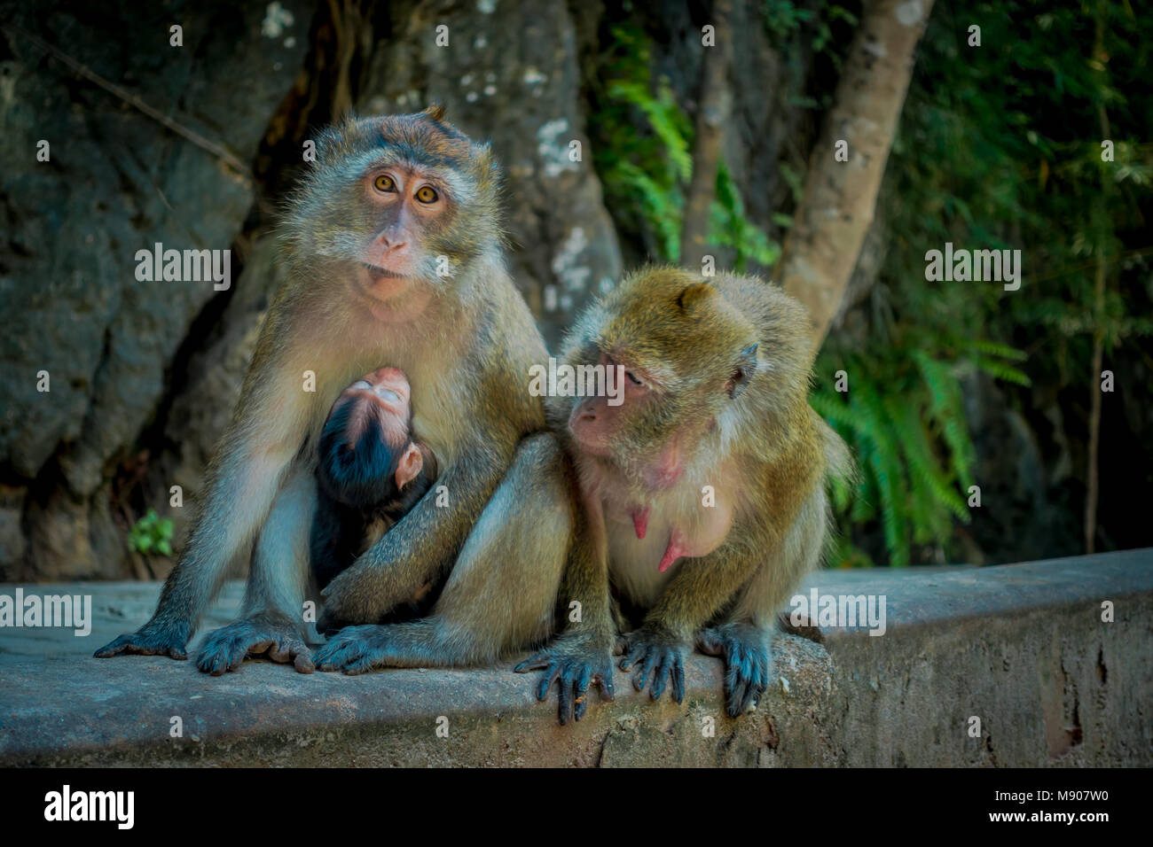 Outdoor view of two female monkeys macaques crab-eaters one mom with ...