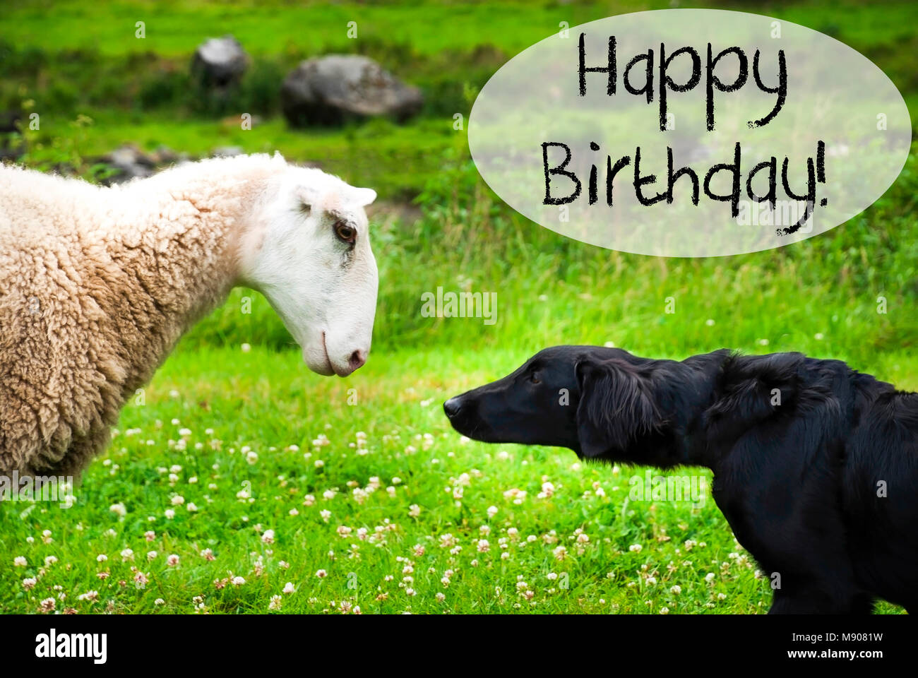 Happy Birthday Sheep