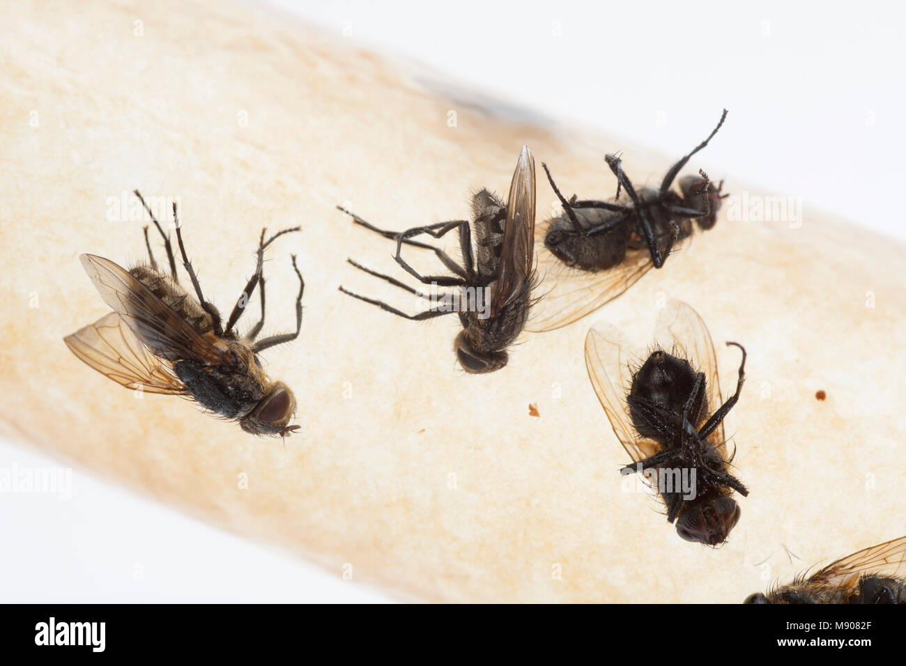 Several Cluster flies, Pollenia rudis, stuck on fly paper. These flies ...