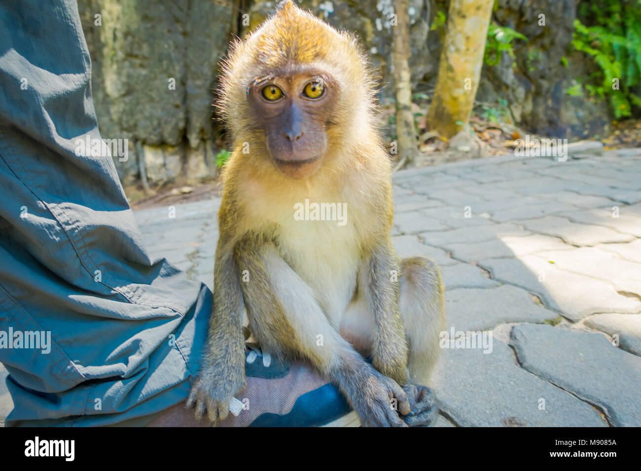 Close up of monkeys macaques crab-eaters lat. Macaca fascicularis ...