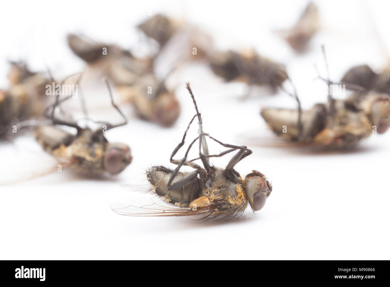 Dead cluster flies, Pollenia rudis,on a white background. These flies ...
