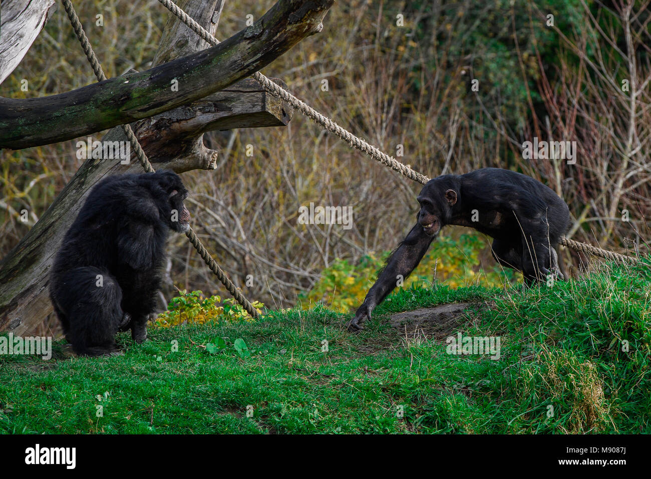 Behaviour and emotions hi-res stock photography and images - Alamy