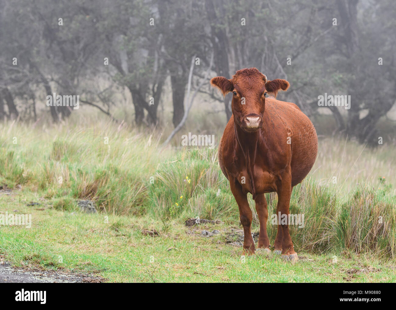 Cow in hawaii hi-res stock photography and images - Alamy