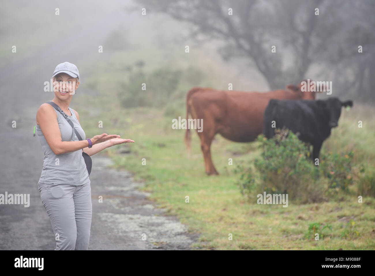 Tourist pointing at cows while hiking in Hawaii Stock Photo - Alamy