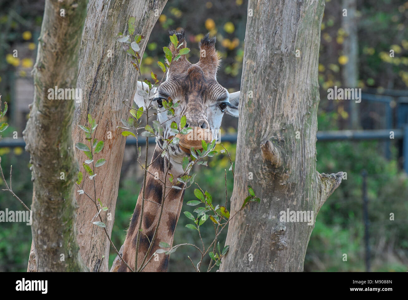 giraffe looking between the trees Stock Photo - Alamy