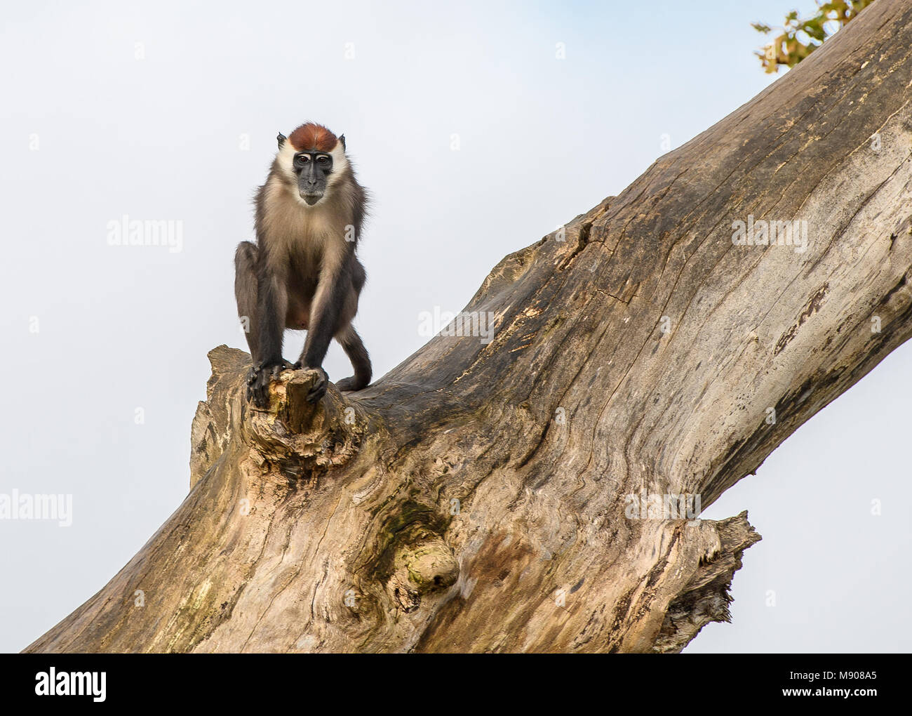 Mangabees hi-res stock photography and images - Alamy