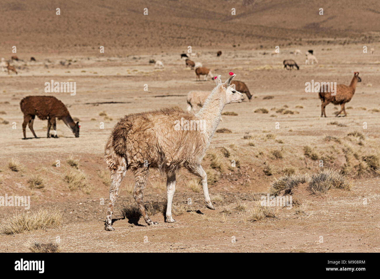 A group of llamas (alpaca) grazing in the highlands in the beautiful ...