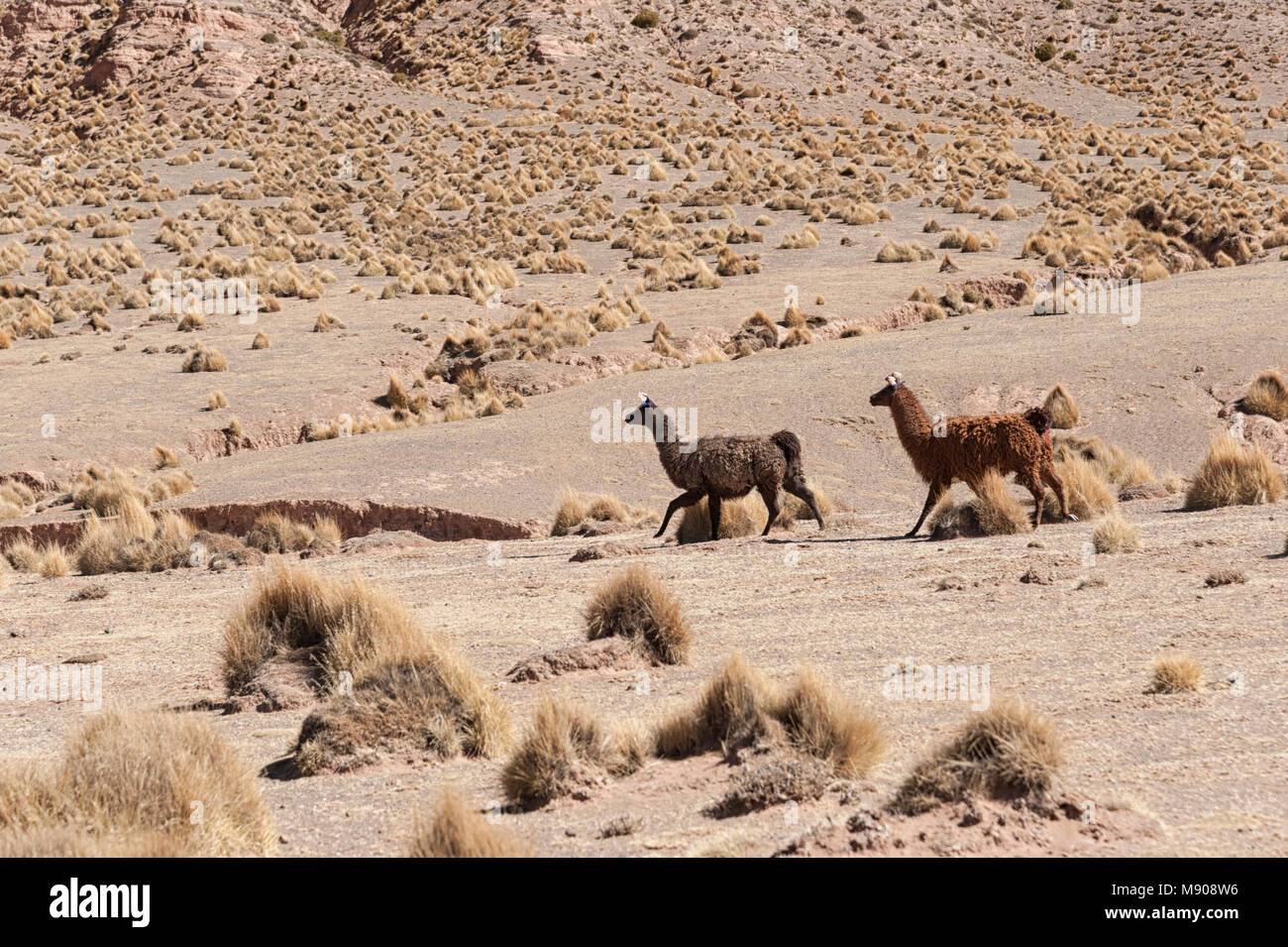 A group of llamas (alpaca) grazing in the highlands in the beautiful ...