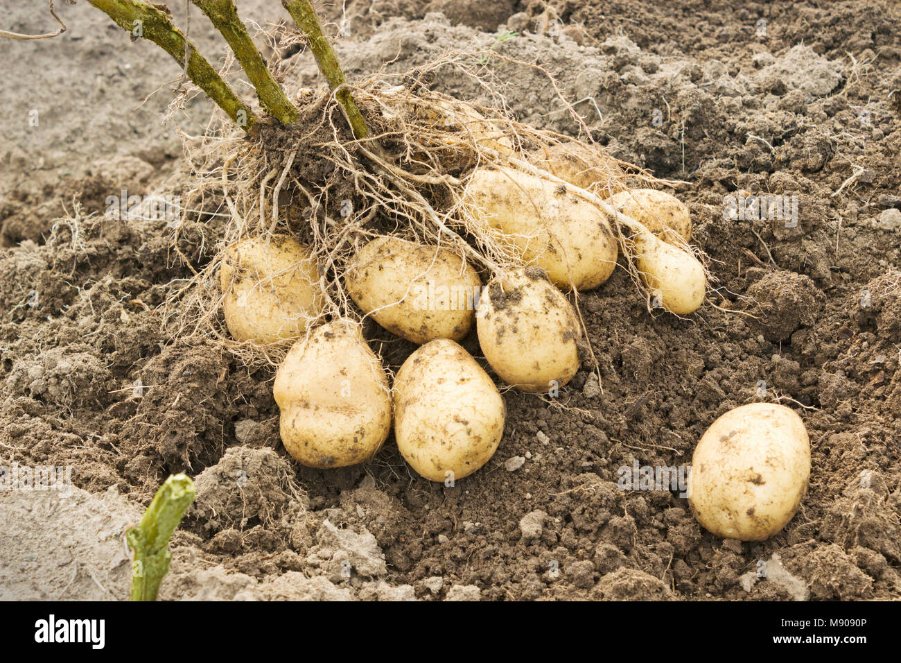 Tubers and root work hi-res stock photography and images - Alamy
