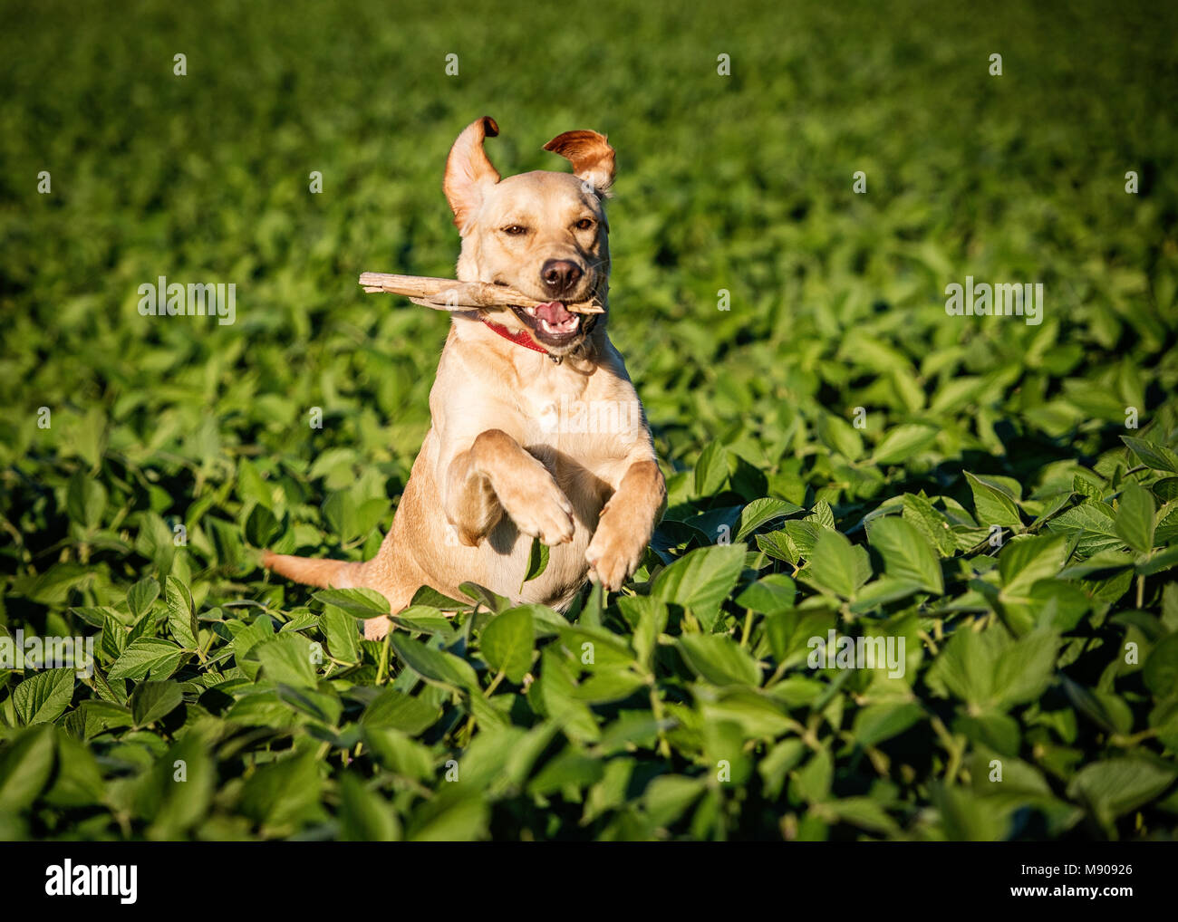 Yellow lab running with a bone across the field Stock Photo - Alamy