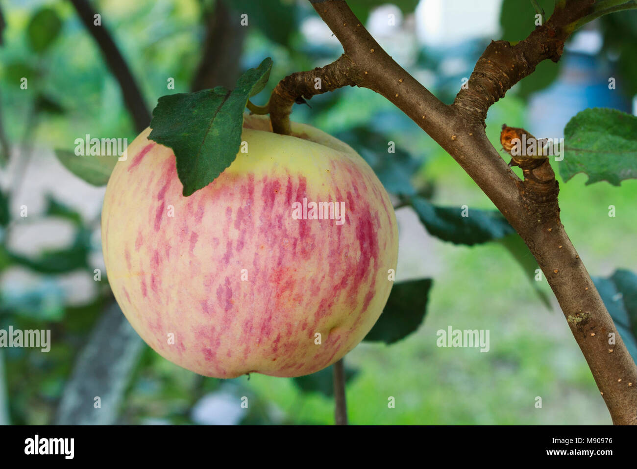 One ripe rose apple on a branch in a garden Stock Photo - Alamy