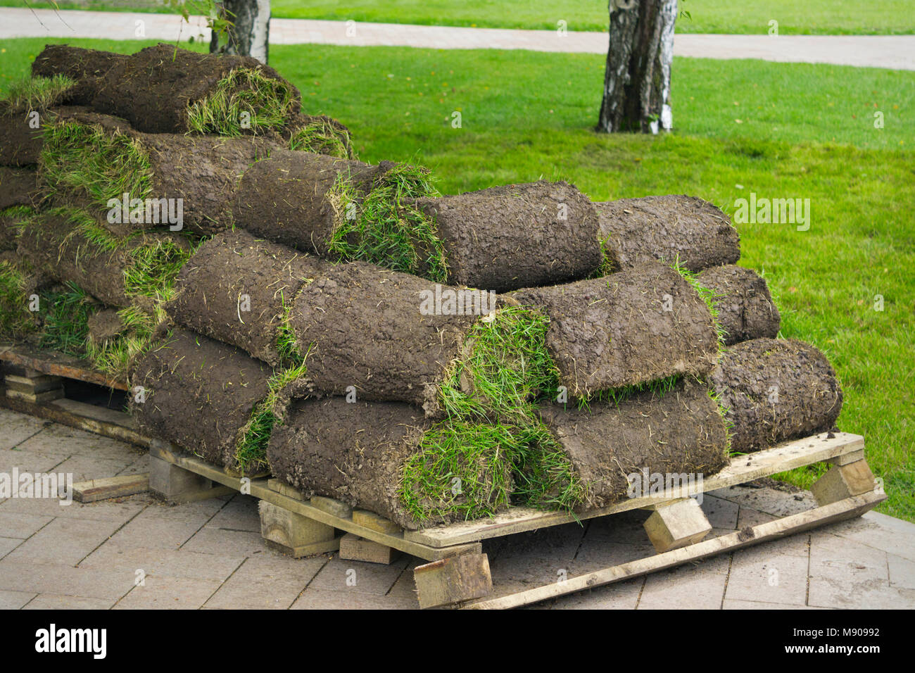 Lawn grass twisted into rolls prepared to work Stock Photo - Alamy